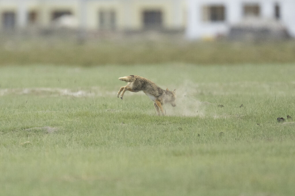 “The Tibetan Sand Fox of Hanle Village ” – Paws Trails Magazine ...