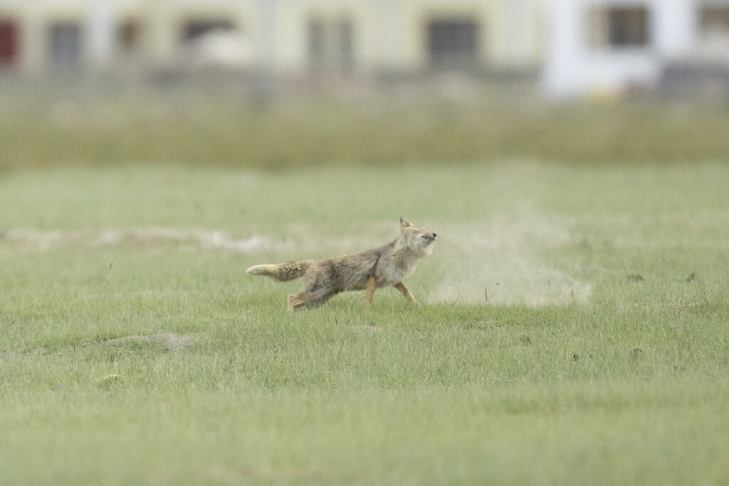 “The Tibetan Sand Fox of Hanle Village ” – Paws Trails Magazine ...