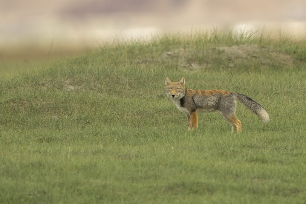 “The Tibetan Sand Fox of Hanle Village ” – Paws Trails Magazine ...