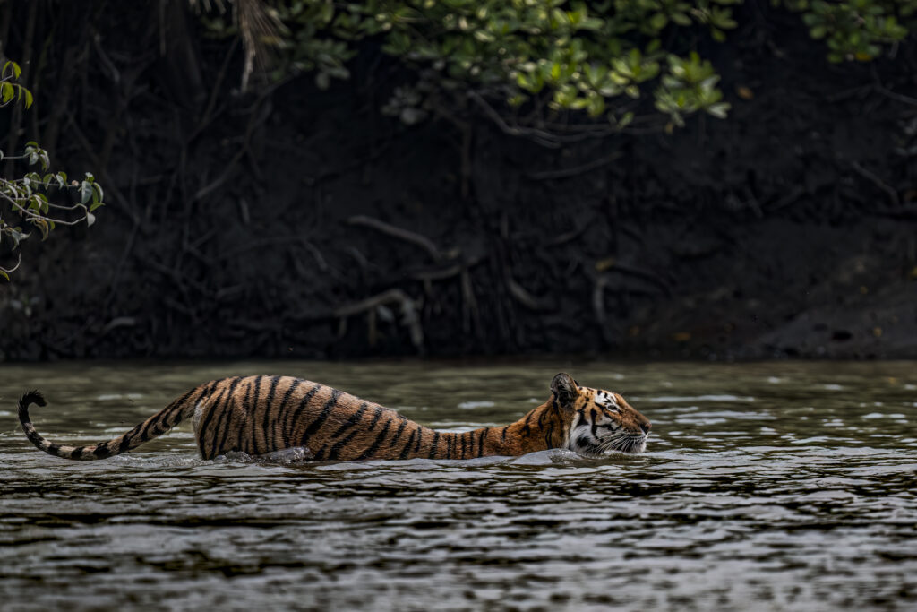 The Bengal Tigers of the Sundarbans: Conservation Challenges and ...