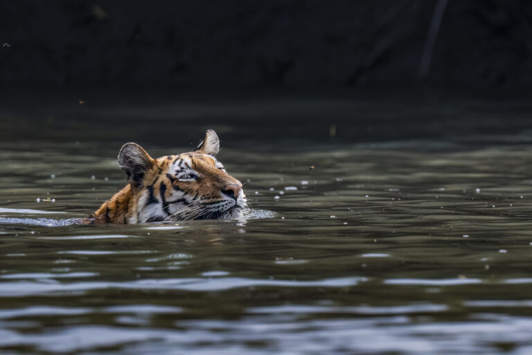 The Bengal Tigers of the Sundarbans: Conservation Challenges and ...