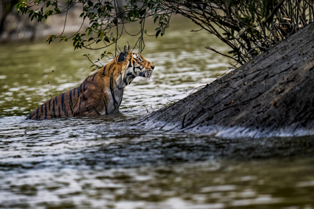 The Bengal Tigers of the Sundarbans: Conservation Challenges and ...
