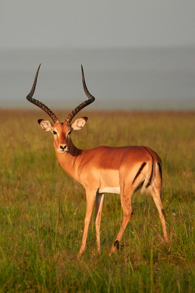 The Impala: a fascinating social species worthy of our attention – Paws ...