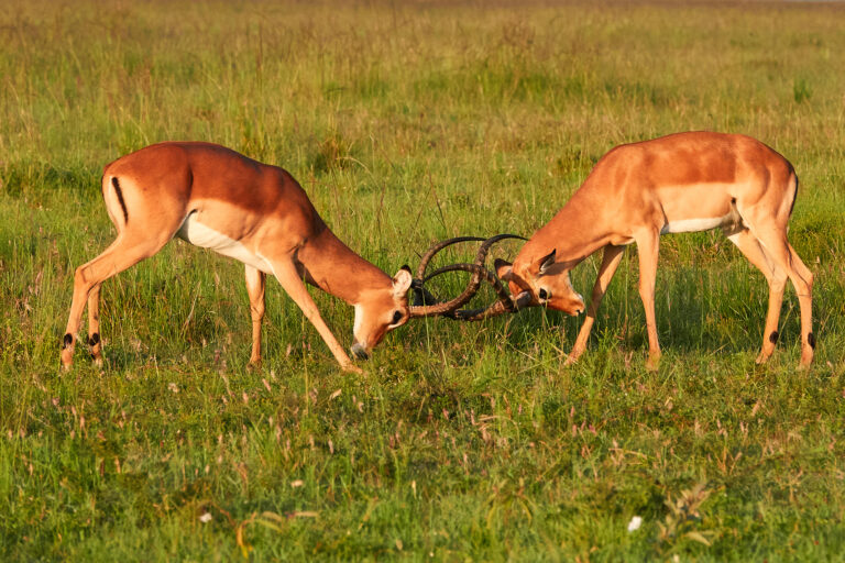 The Impala: a fascinating social species worthy of our attention – Paws ...