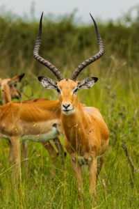 The Impala: a fascinating social species worthy of our attention – Paws ...