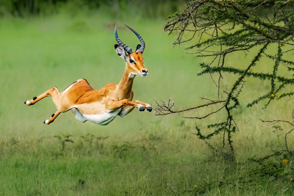 The Impala: a fascinating social species worthy of our attention – Paws ...