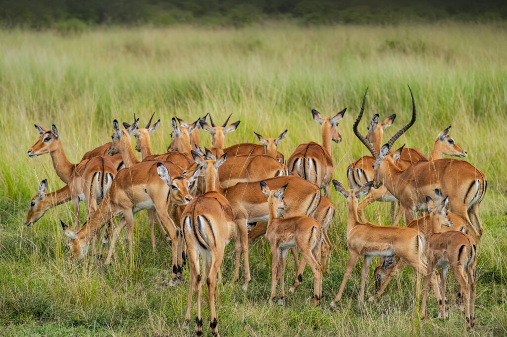 The Impala: a fascinating social species worthy of our attention – Paws ...
