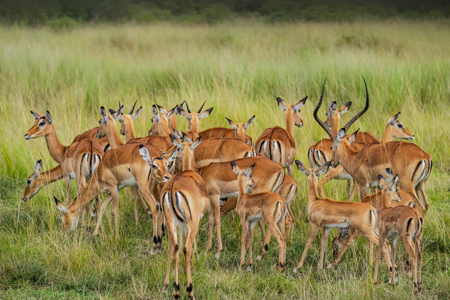The Impala: a fascinating social species worthy of our attention – Paws ...