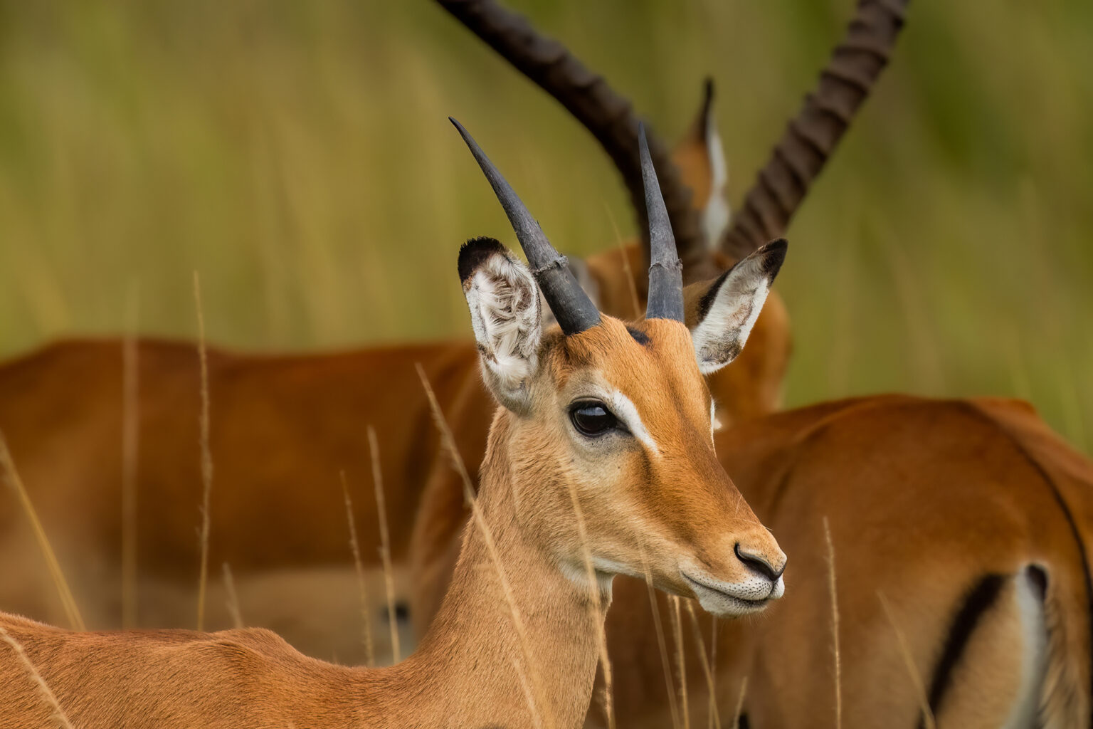 The Impala: a fascinating social species worthy of our attention – Paws ...