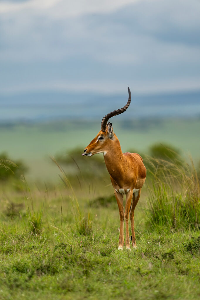 The Impala: a fascinating social species worthy of our attention – Paws ...