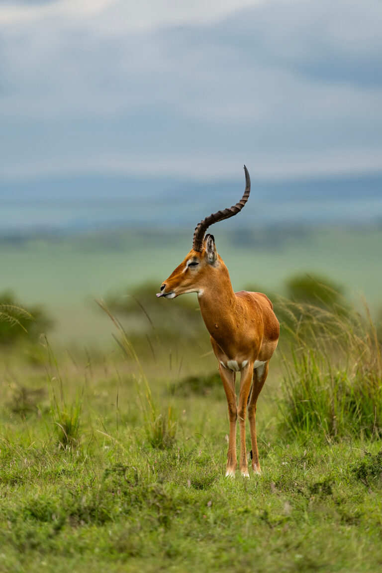 The Impala: a fascinating social species worthy of our attention – Paws ...