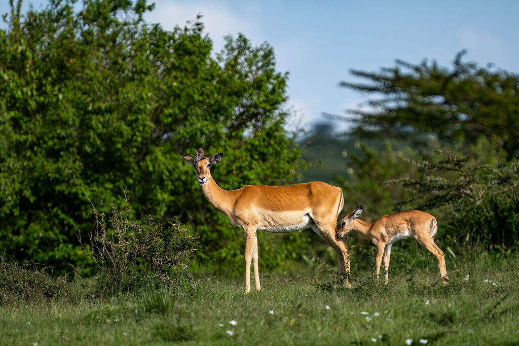 The Impala: a fascinating social species worthy of our attention – Paws ...