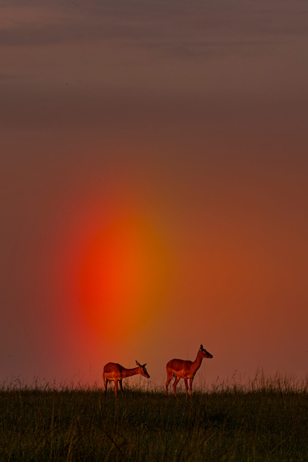 The Impala: a fascinating social species worthy of our attention – Paws ...
