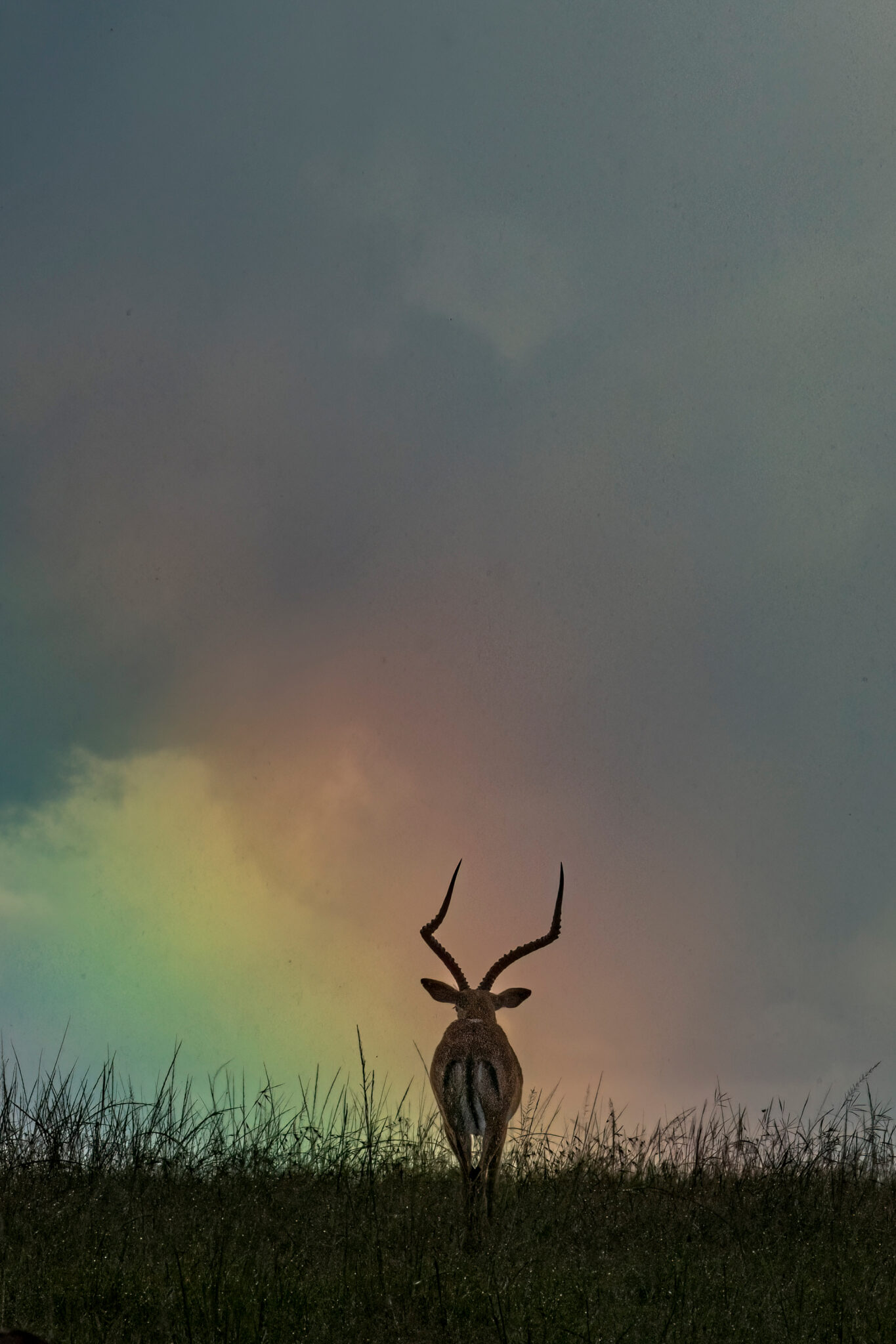 The Impala: a fascinating social species worthy of our attention – Paws ...