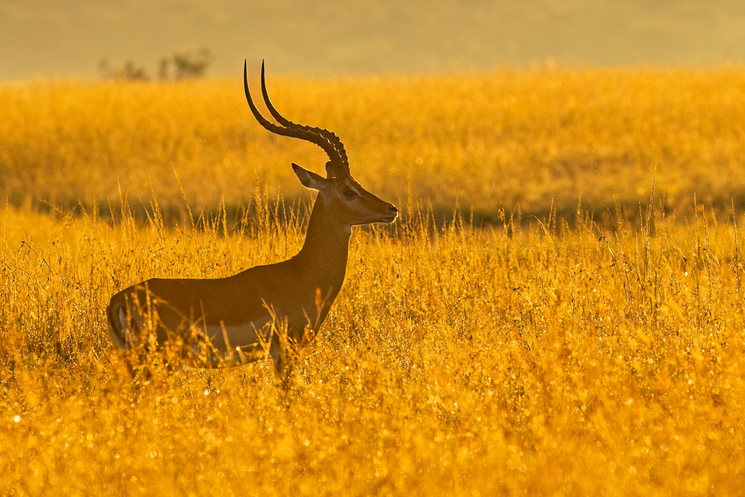 The Impala: a fascinating social species worthy of our attention – Paws ...