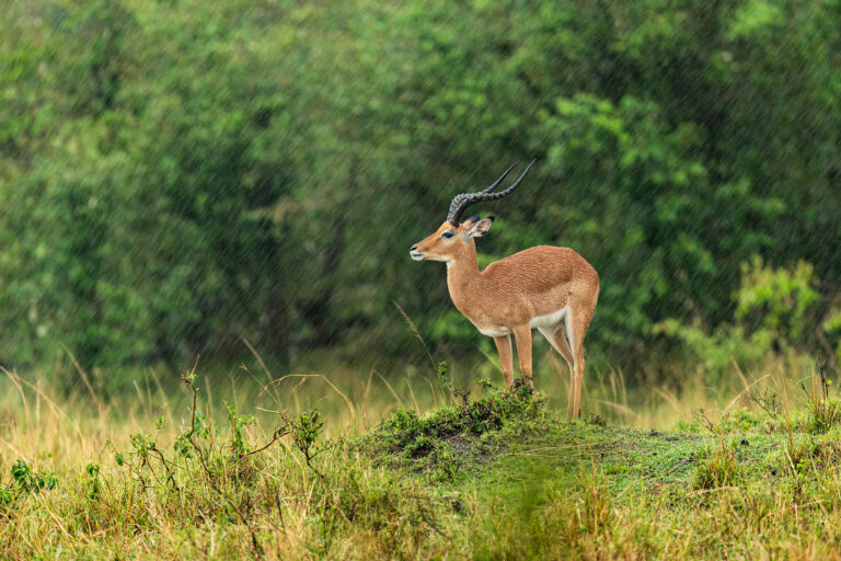 The Impala: a fascinating social species worthy of our attention – Paws ...