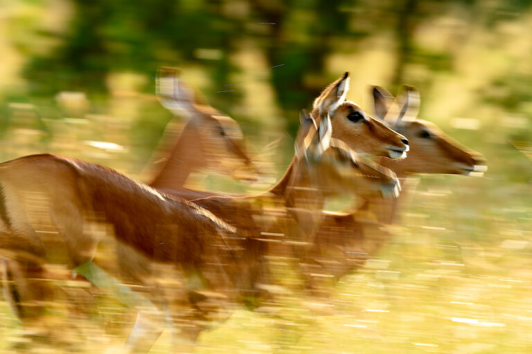 The Impala: a fascinating social species worthy of our attention – Paws ...