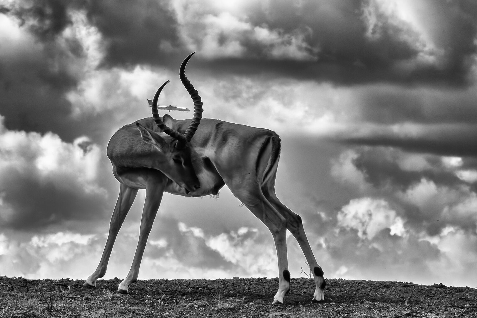 The Impala: a fascinating social species worthy of our attention – Paws ...