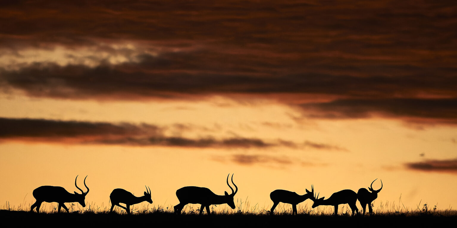 The Impala: a fascinating social species worthy of our attention – Paws ...
