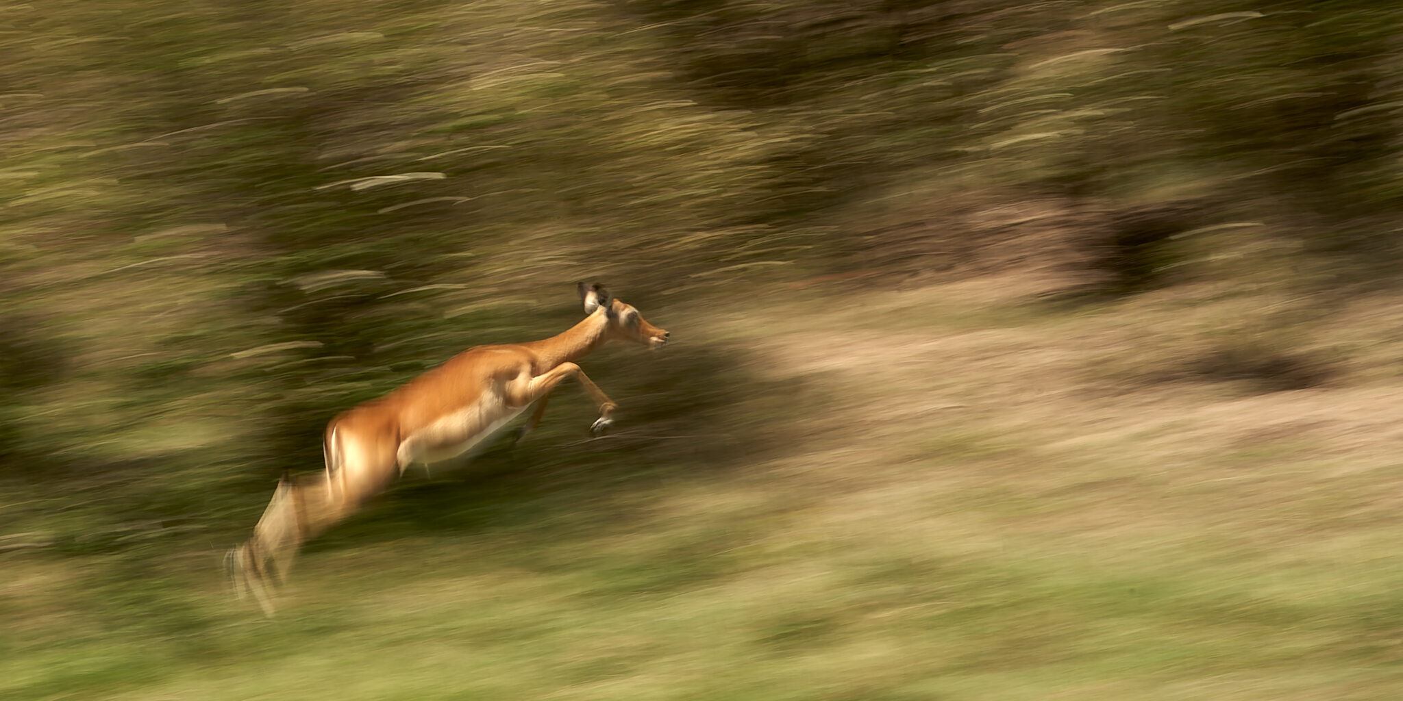 The Impala: a fascinating social species worthy of our attention – Paws ...