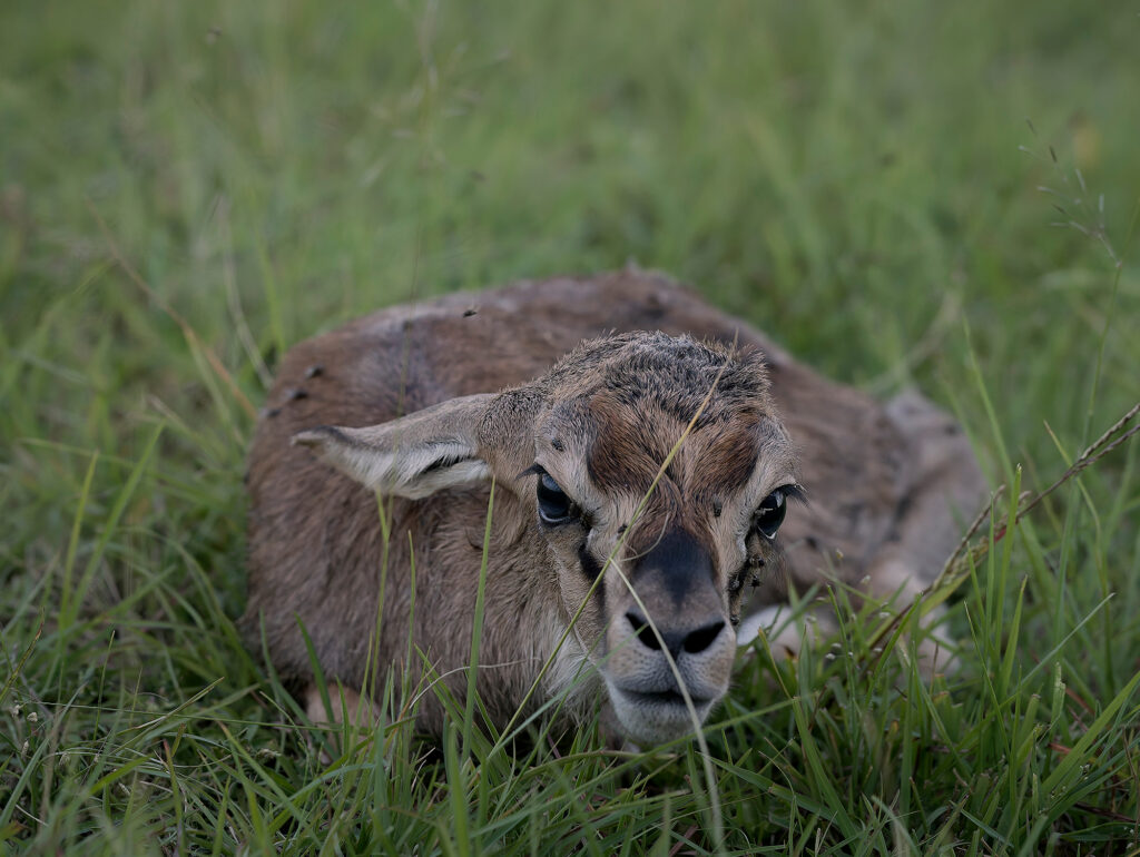 The Impala: a fascinating social species worthy of our attention – Paws ...