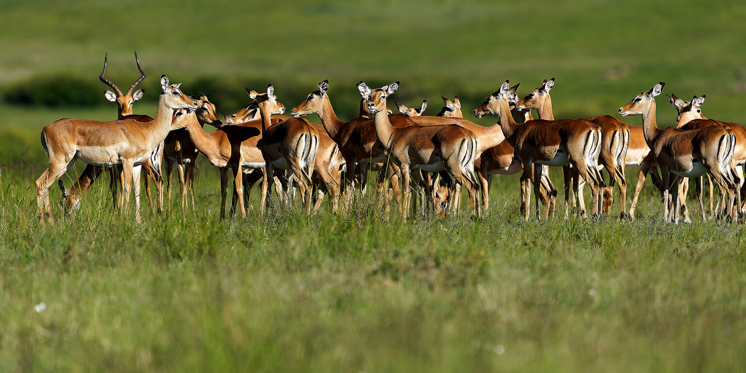 The Impala: a fascinating social species worthy of our attention – Paws ...