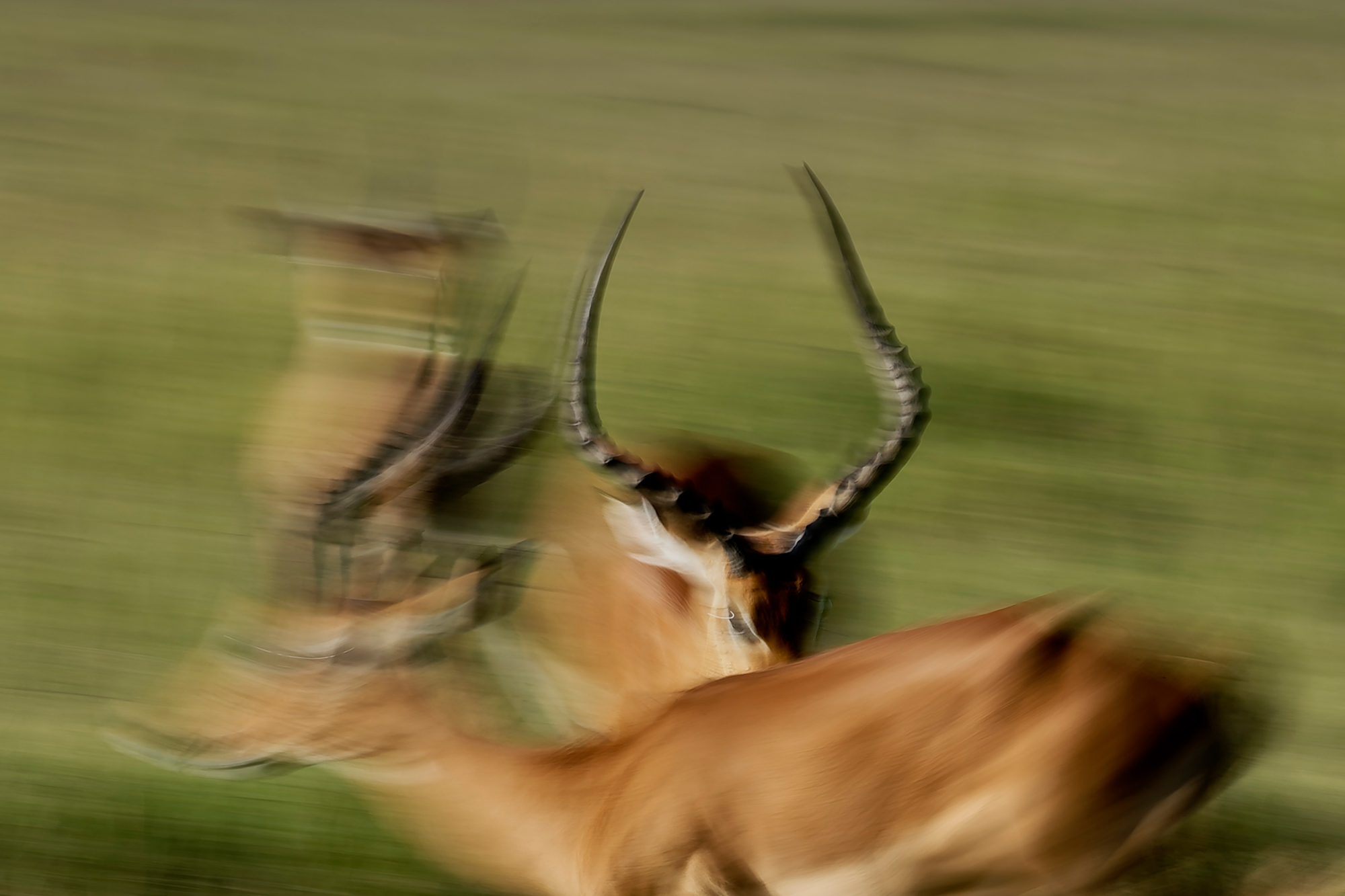 The Impala: a fascinating social species worthy of our attention – Paws ...