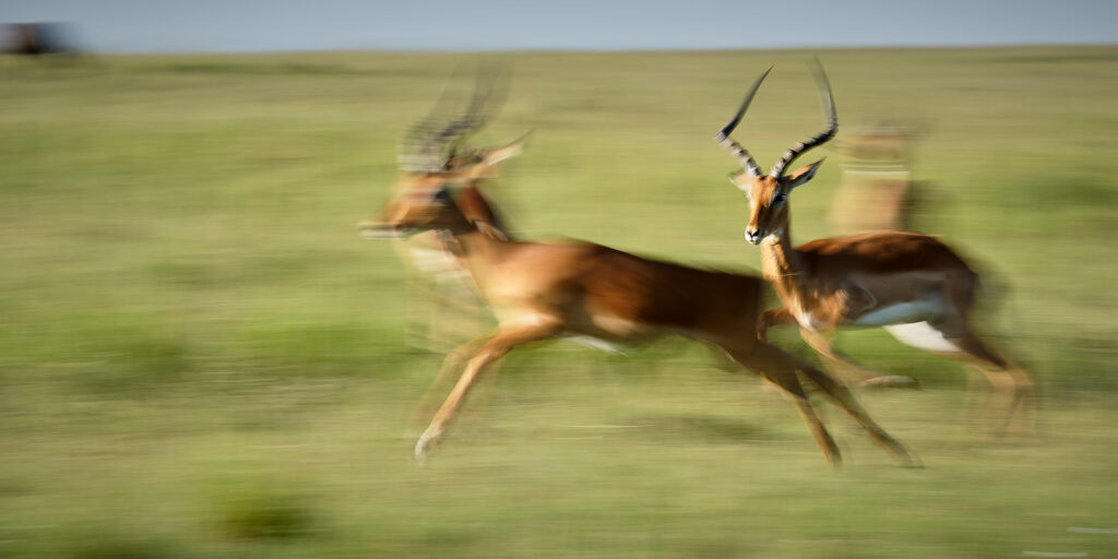 The Impala: a fascinating social species worthy of our attention – Paws ...