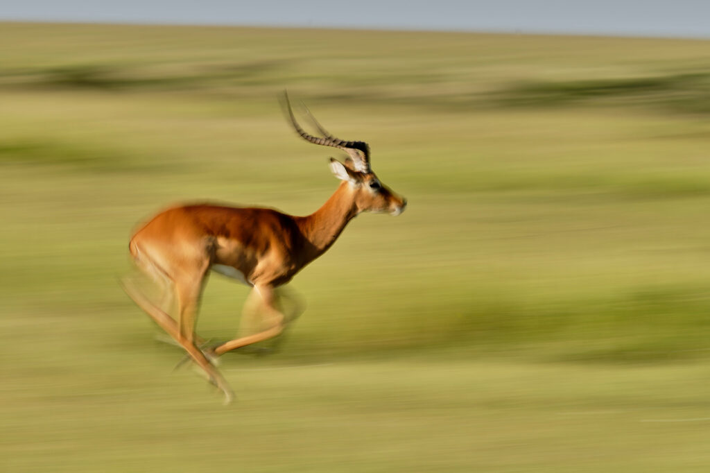 The Impala: a fascinating social species worthy of our attention – Paws ...