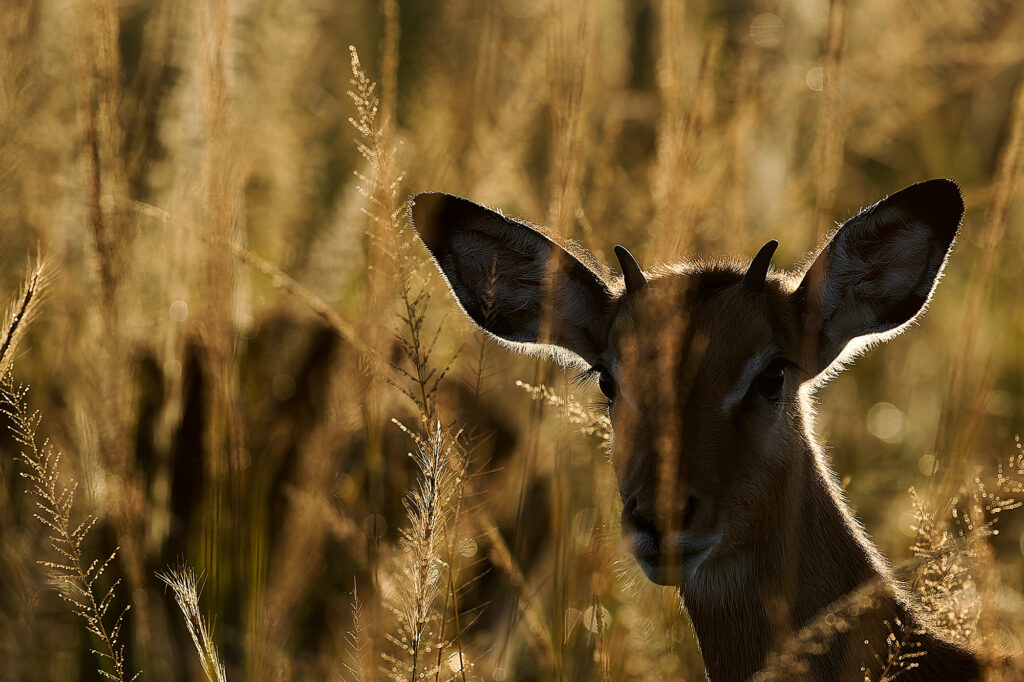 The Impala: a fascinating social species worthy of our attention – Paws ...