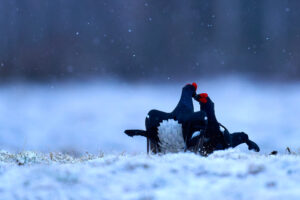The Black Grouse: The dramatic lekking bird – Paws Trails Magazine ...