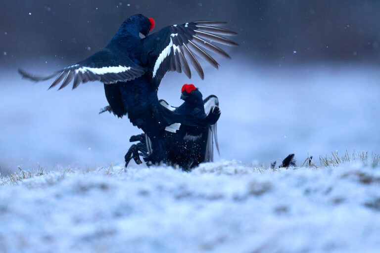 The Black Grouse: The dramatic lekking bird – Paws Trails Magazine ...