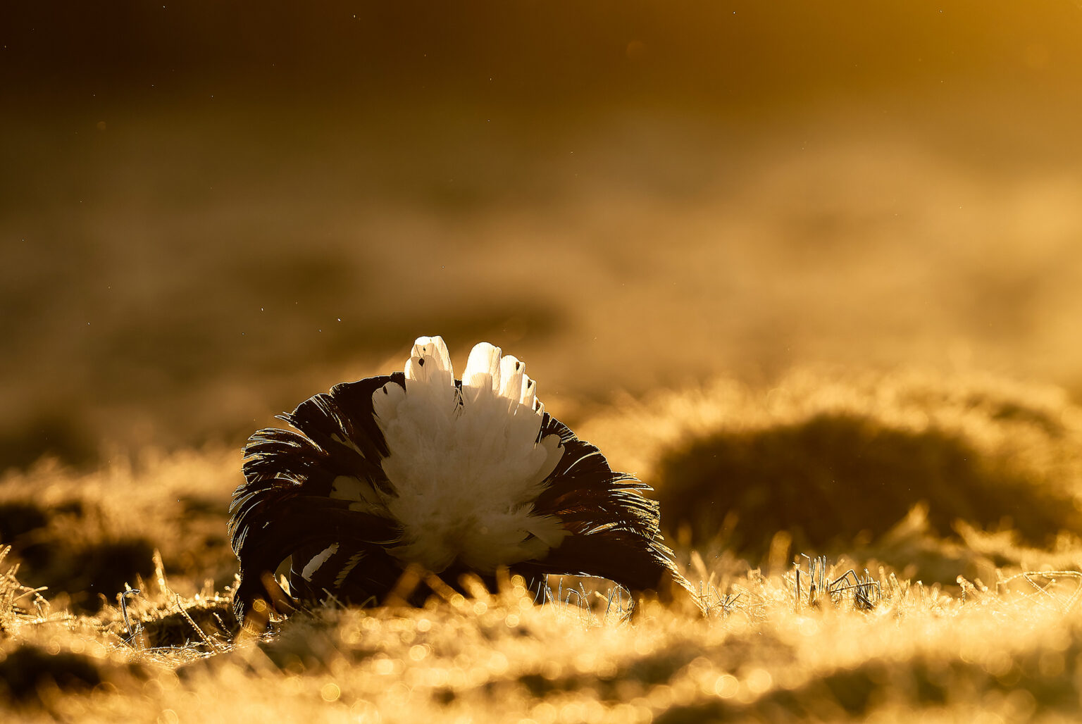 The Black Grouse: The dramatic lekking bird – Paws Trails Magazine ...