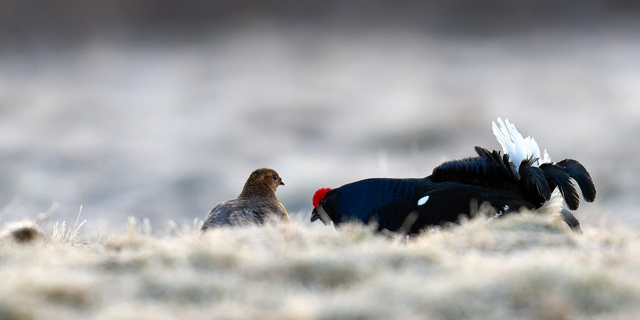 The Black Grouse: The dramatic lekking bird – Paws Trails Magazine ...
