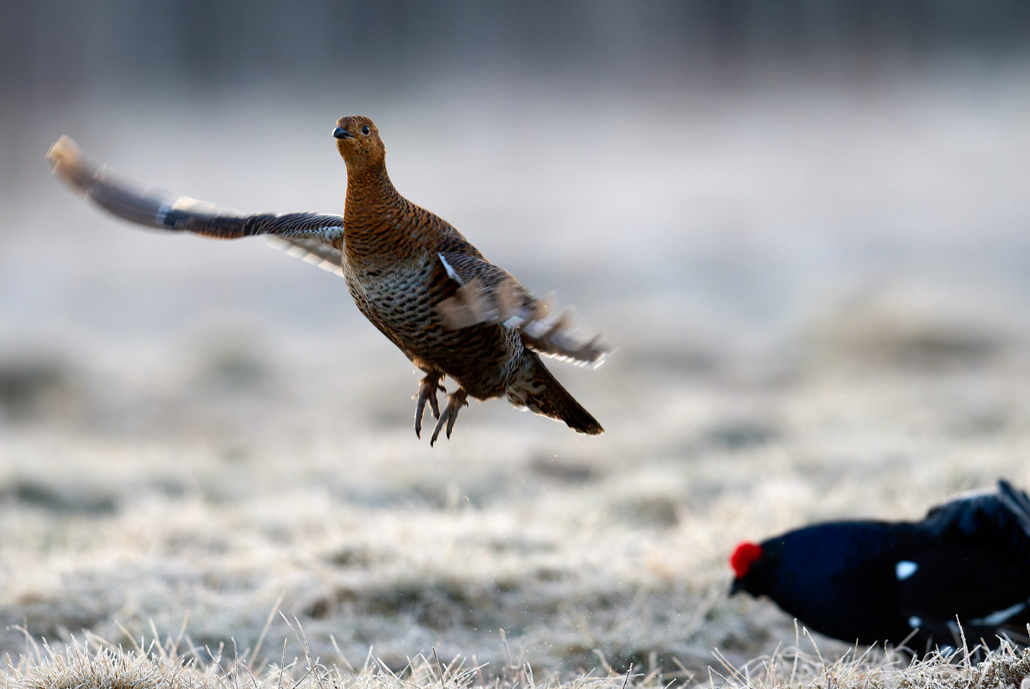 The Black Grouse: The dramatic lekking bird – Paws Trails Magazine ...