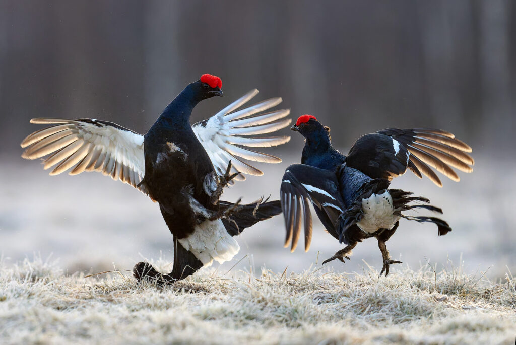 The Black Grouse: The dramatic lekking bird – Paws Trails Magazine ...