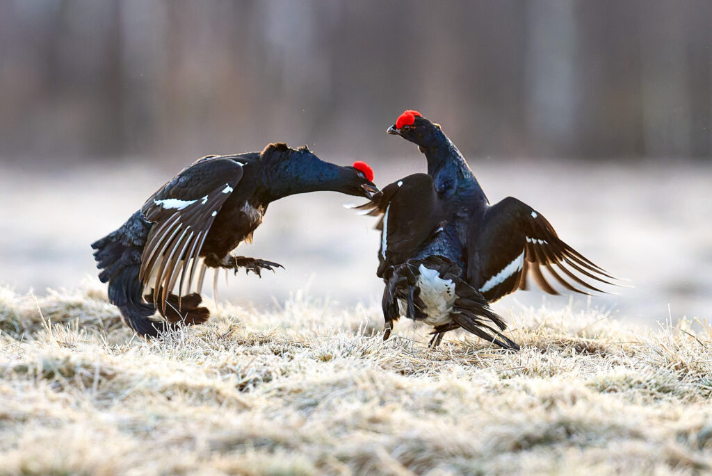 The Black Grouse: The dramatic lekking bird – Paws Trails Magazine ...