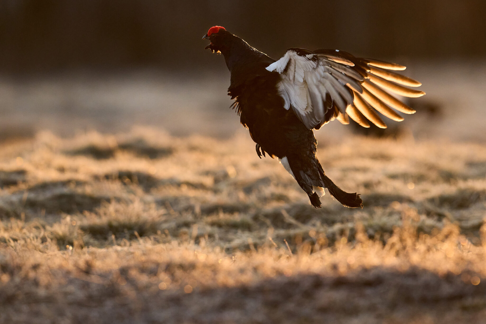 The Black Grouse: The dramatic lekking bird – Paws Trails Magazine ...