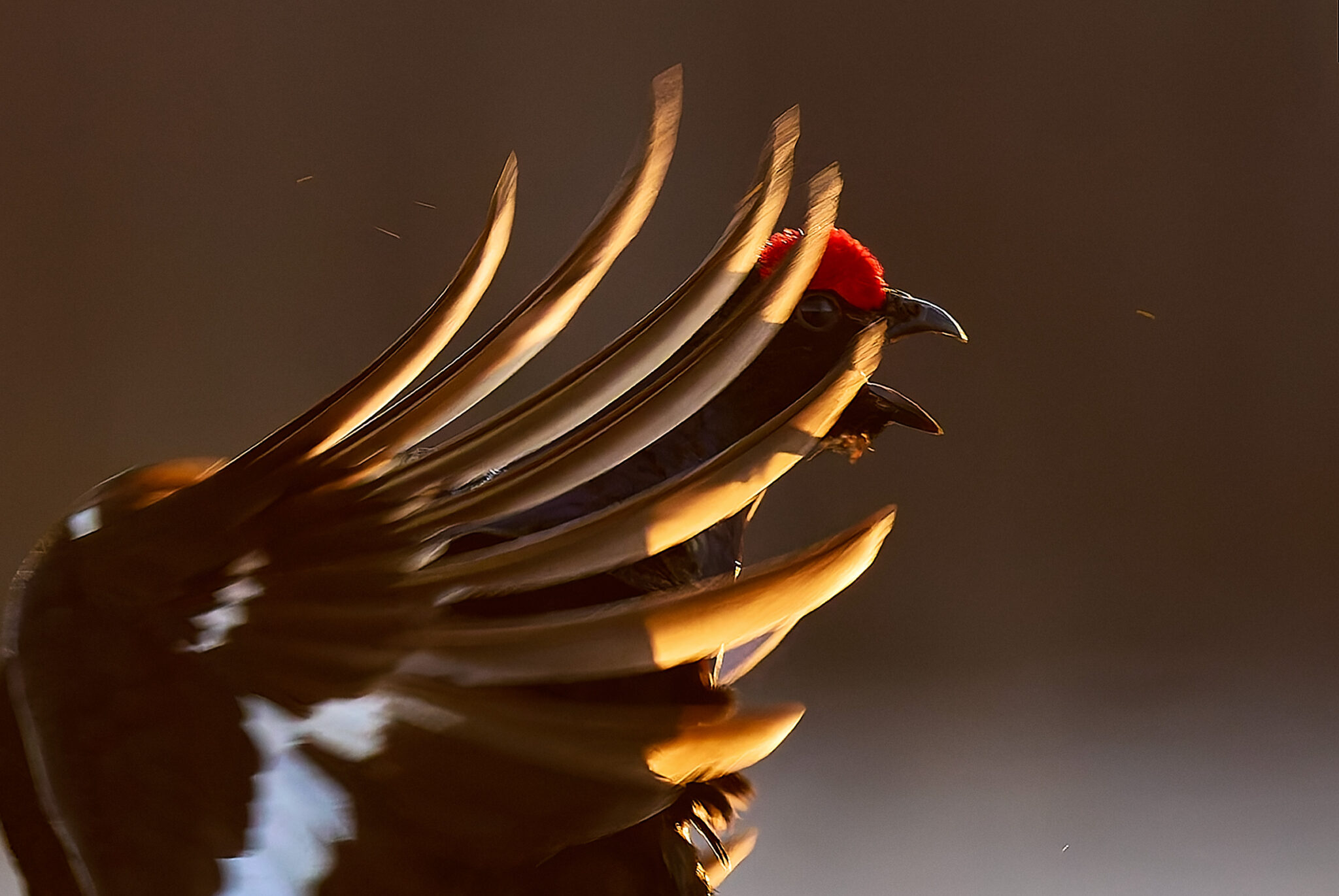 The Black Grouse: The dramatic lekking bird – Paws Trails Magazine ...