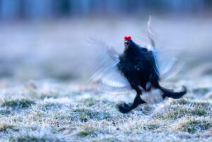 The Black Grouse: The dramatic lekking bird – Paws Trails Magazine ...