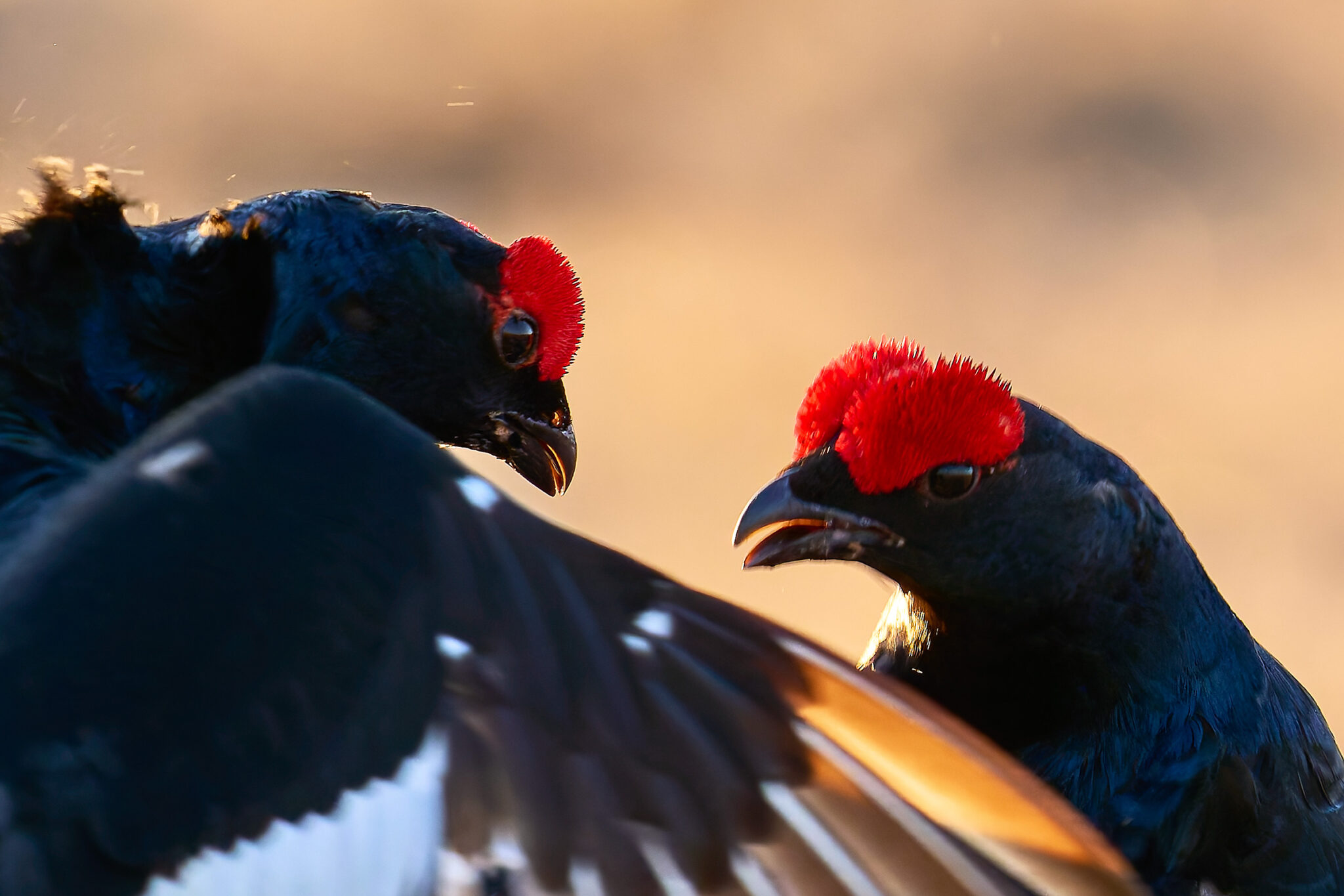 The Black Grouse: The dramatic lekking bird – Paws Trails Magazine ...