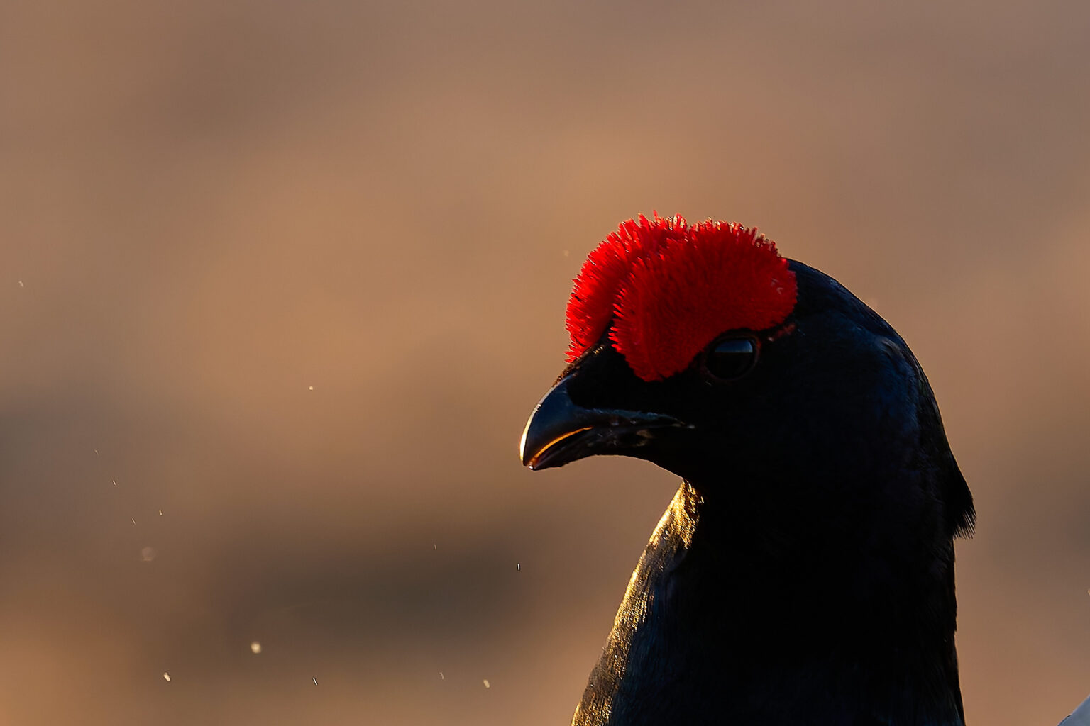 The Black Grouse: The dramatic lekking bird – Paws Trails Magazine ...