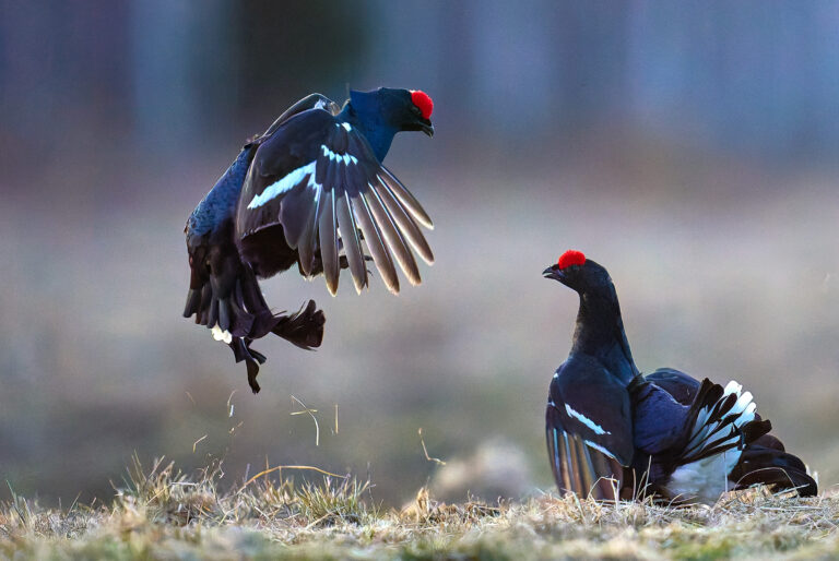 The Black Grouse: The dramatic lekking bird – Paws Trails Magazine ...