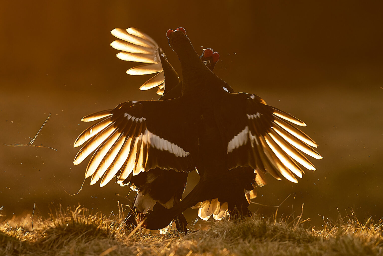 The Black Grouse: The dramatic lekking bird – Paws Trails Magazine ...