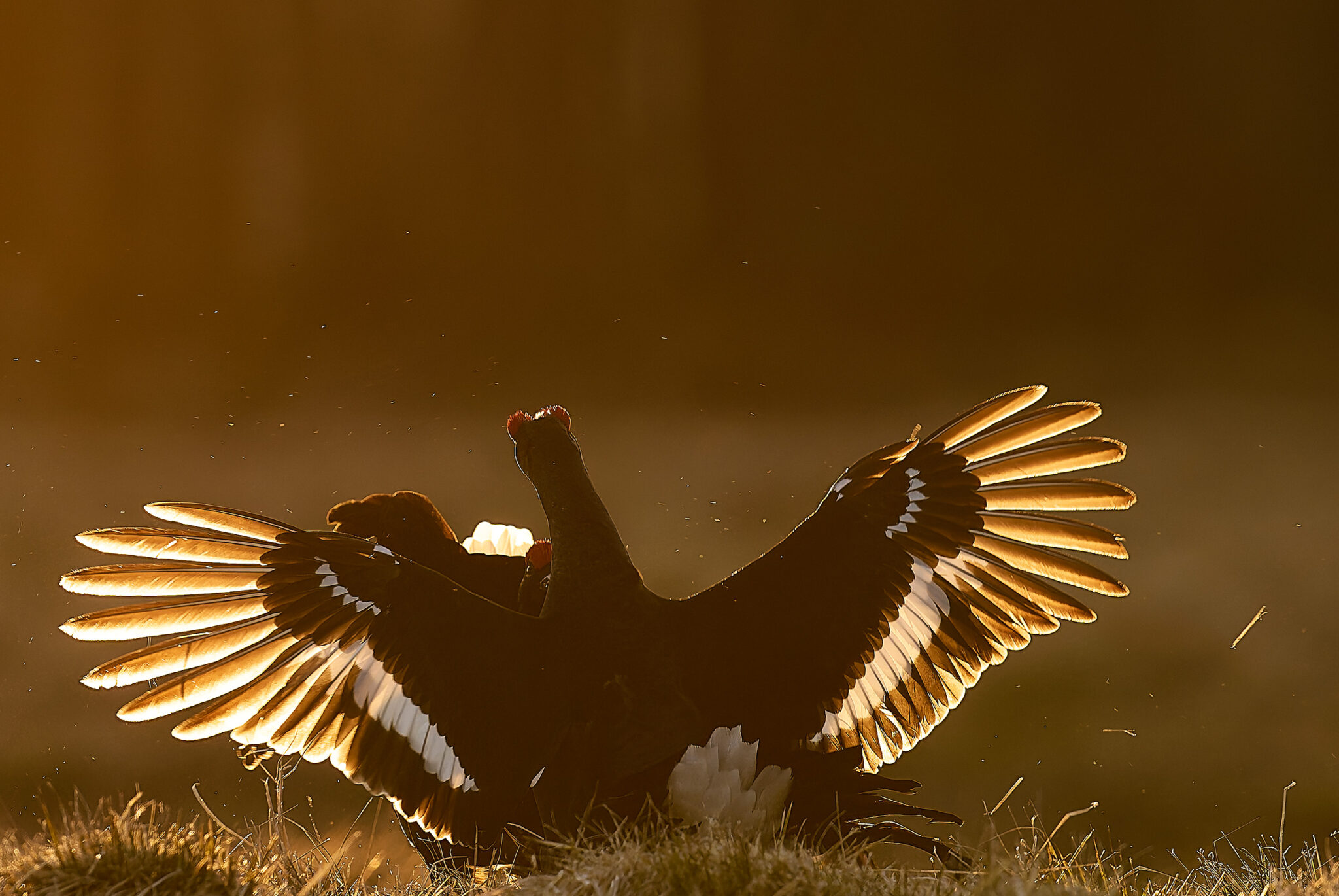 The Black Grouse: The dramatic lekking bird – Paws Trails Magazine ...