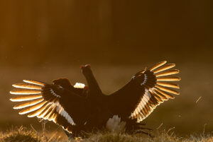 The Black Grouse: The dramatic lekking bird – Paws Trails Magazine ...