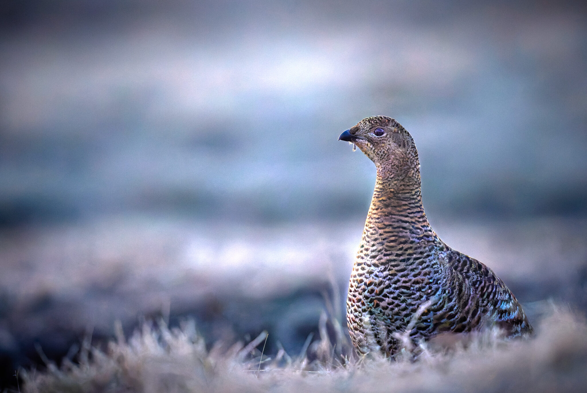 The Black Grouse: The dramatic lekking bird – Paws Trails Magazine ...