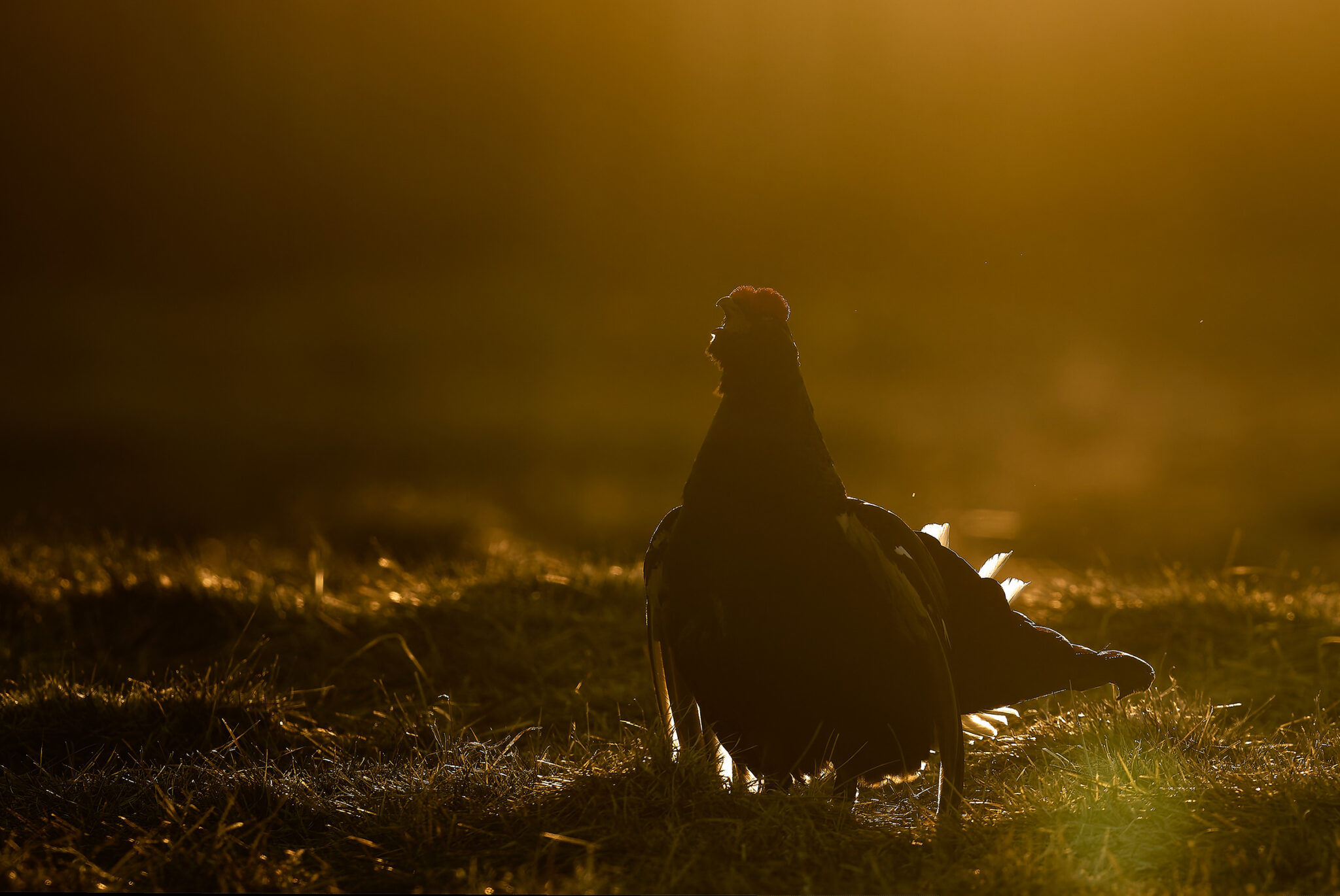 The Black Grouse: The dramatic lekking bird – Paws Trails Magazine ...