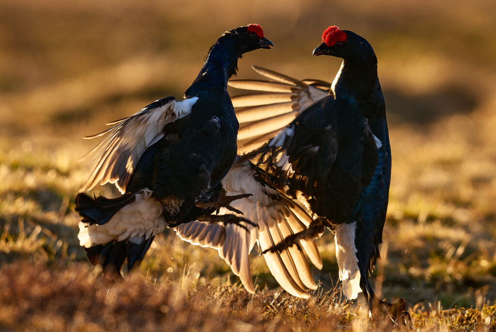 The Black Grouse: The dramatic lekking bird – Paws Trails Magazine ...