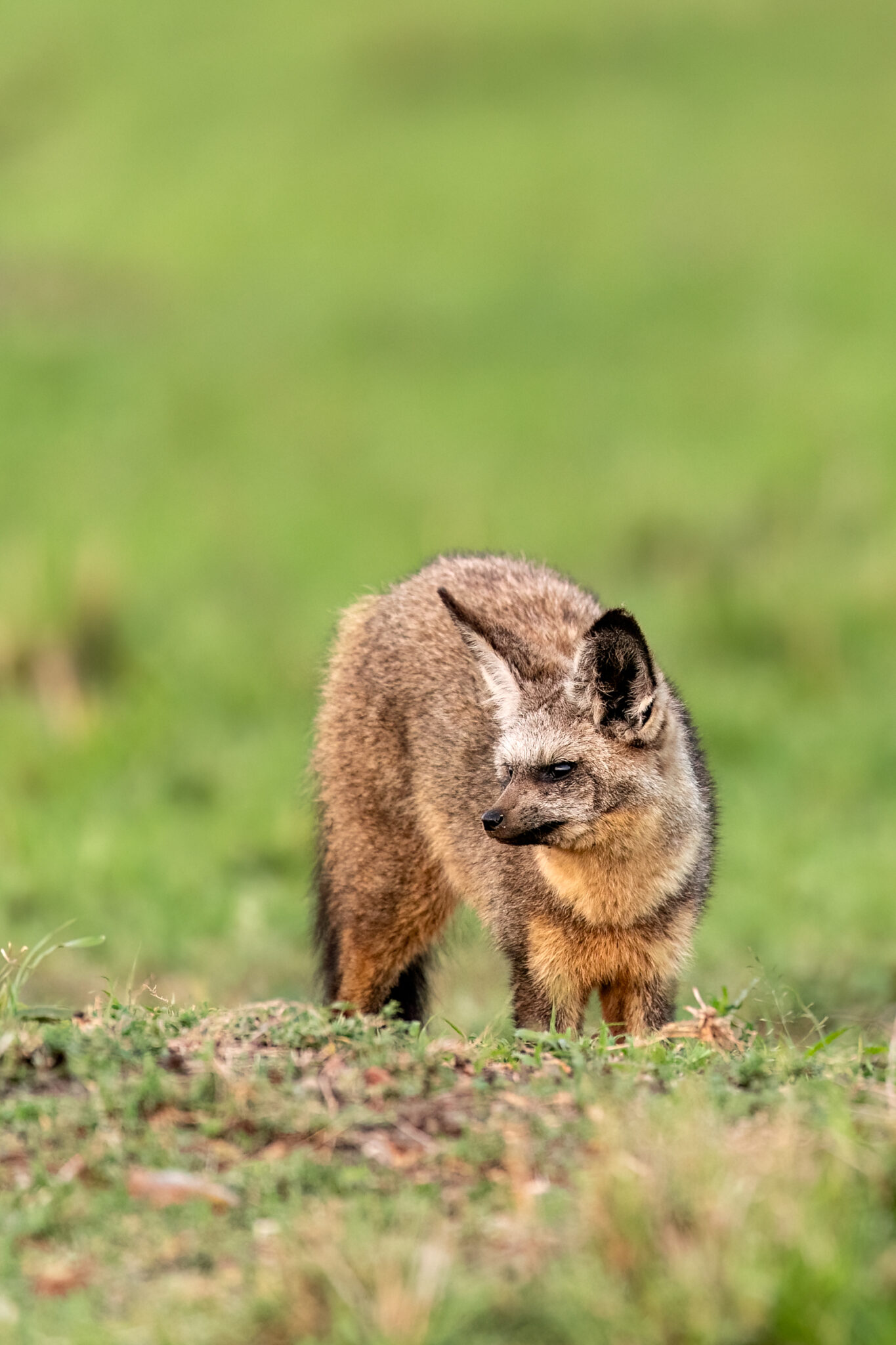 Bat-eared foxes: The elusive member of the dog family – Paws Trails ...